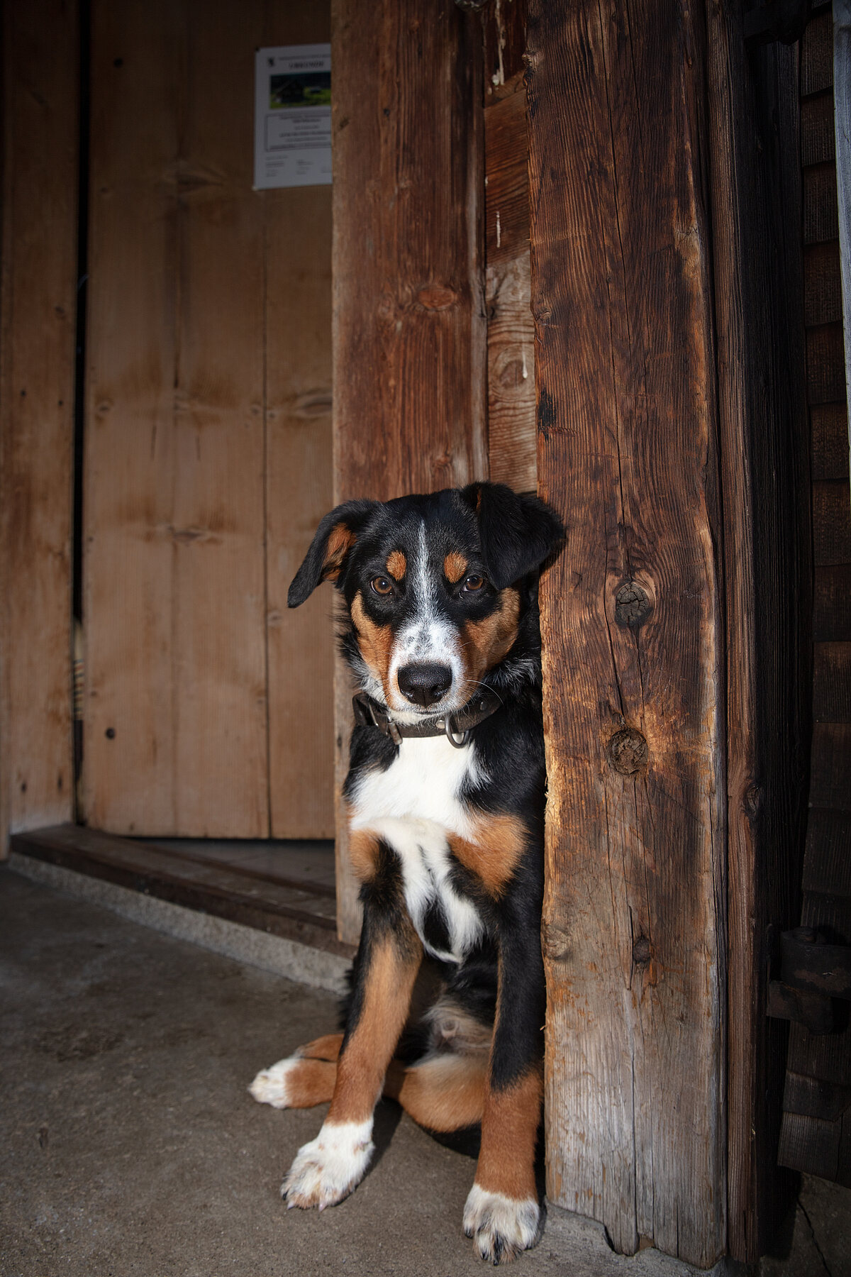 Dokfilm über den Appenzeller Sennenhund : Neuigkeiten : Aktuelles ...