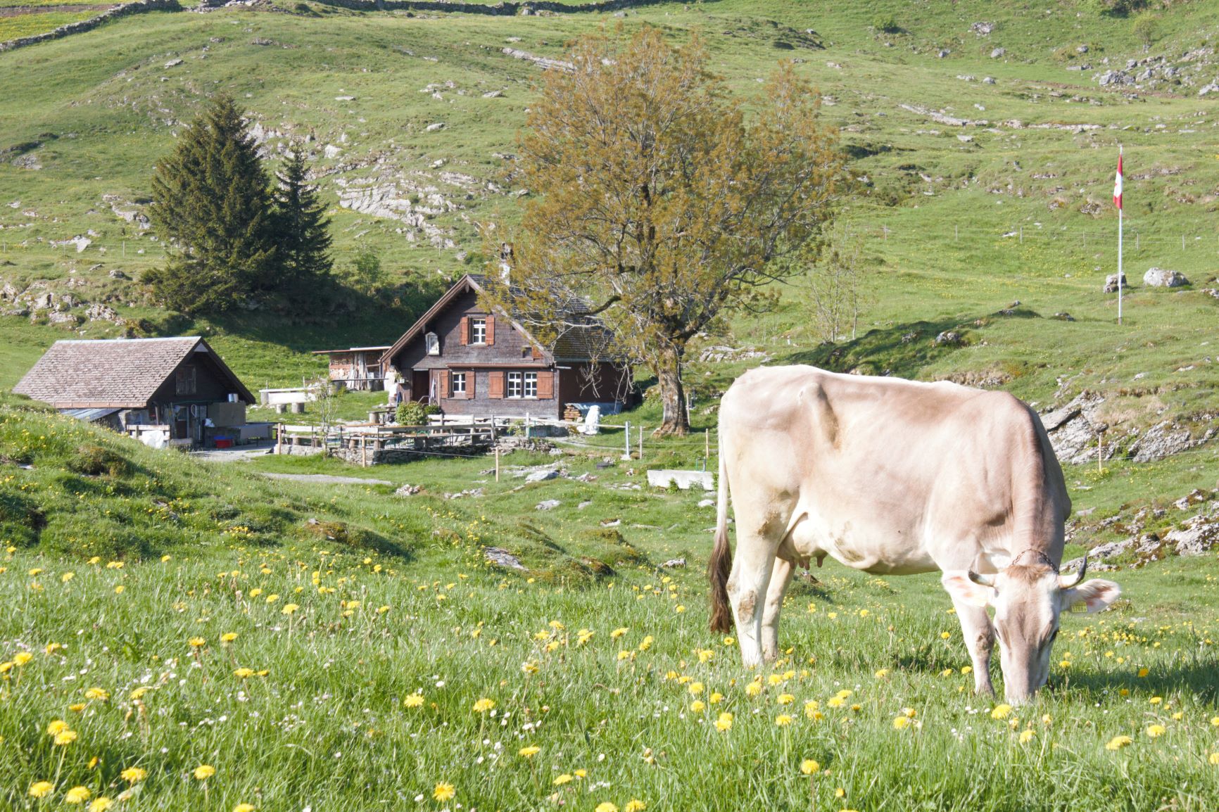 Alp Mittlere Bommen : Appenzellerland Tourismus